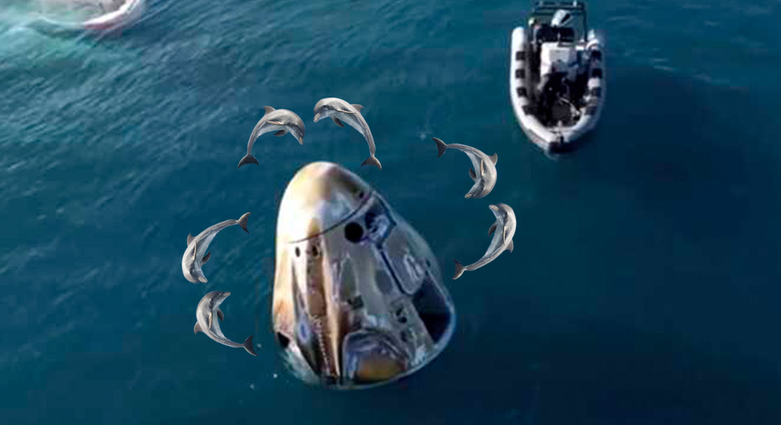 Dolphins greet NASA astronauts after SpaceX splashdown - Ideal Jobs Pk
